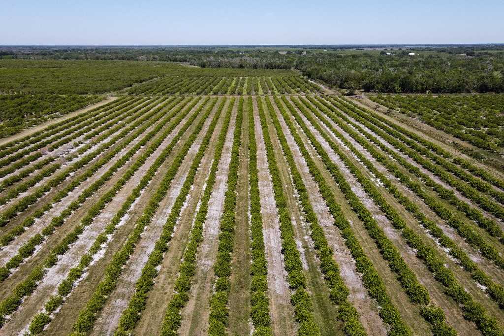 La naranja de Florida, una fruta emblemática en crisis