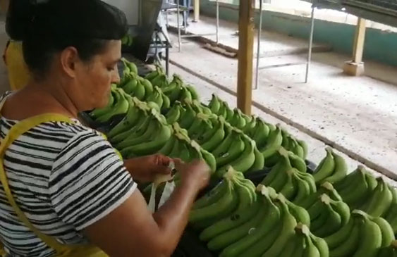 Bananeros de la Zona Sur recuperan su negocio tras impacto por Covid-19