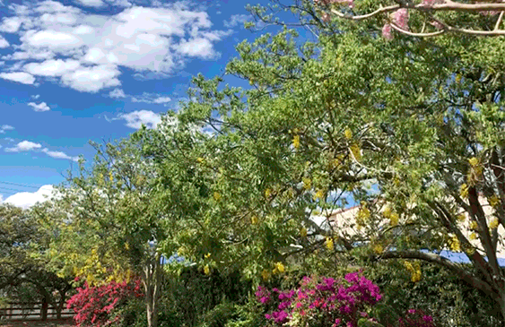 Vientos de hasta 100 km/h en Pacífico Norte y lluvias en Caribe ...