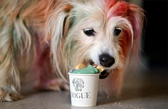 Café en EEUU ofrece delicatessen sólo para el paladar perruno