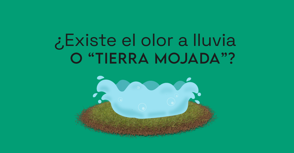 ¿Existe el “olor a lluvia“ o “tierra mojada”?