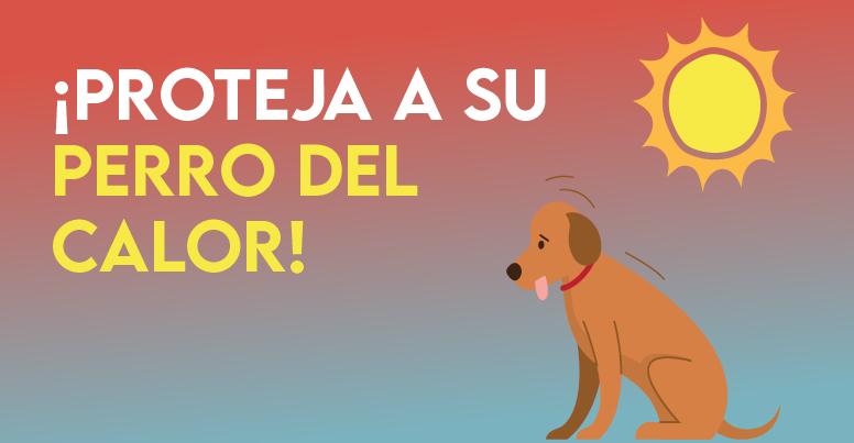 Proteja a su perro del calor