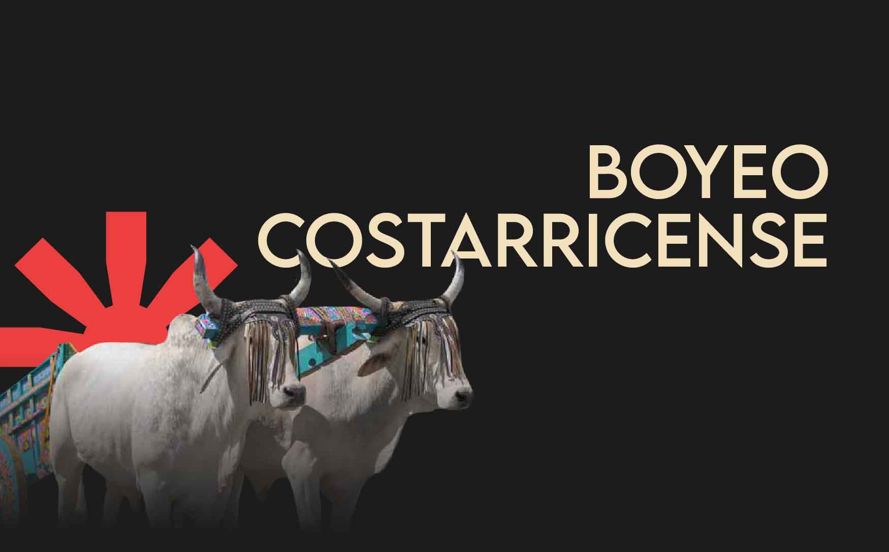 Boyeo costarricense, una tradición que perdura a través del tiempo