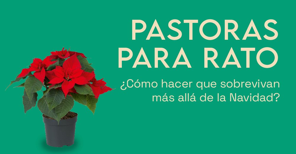 ¿Cómo hacer que las pastoras sobrevivan más allá de la Navidad?