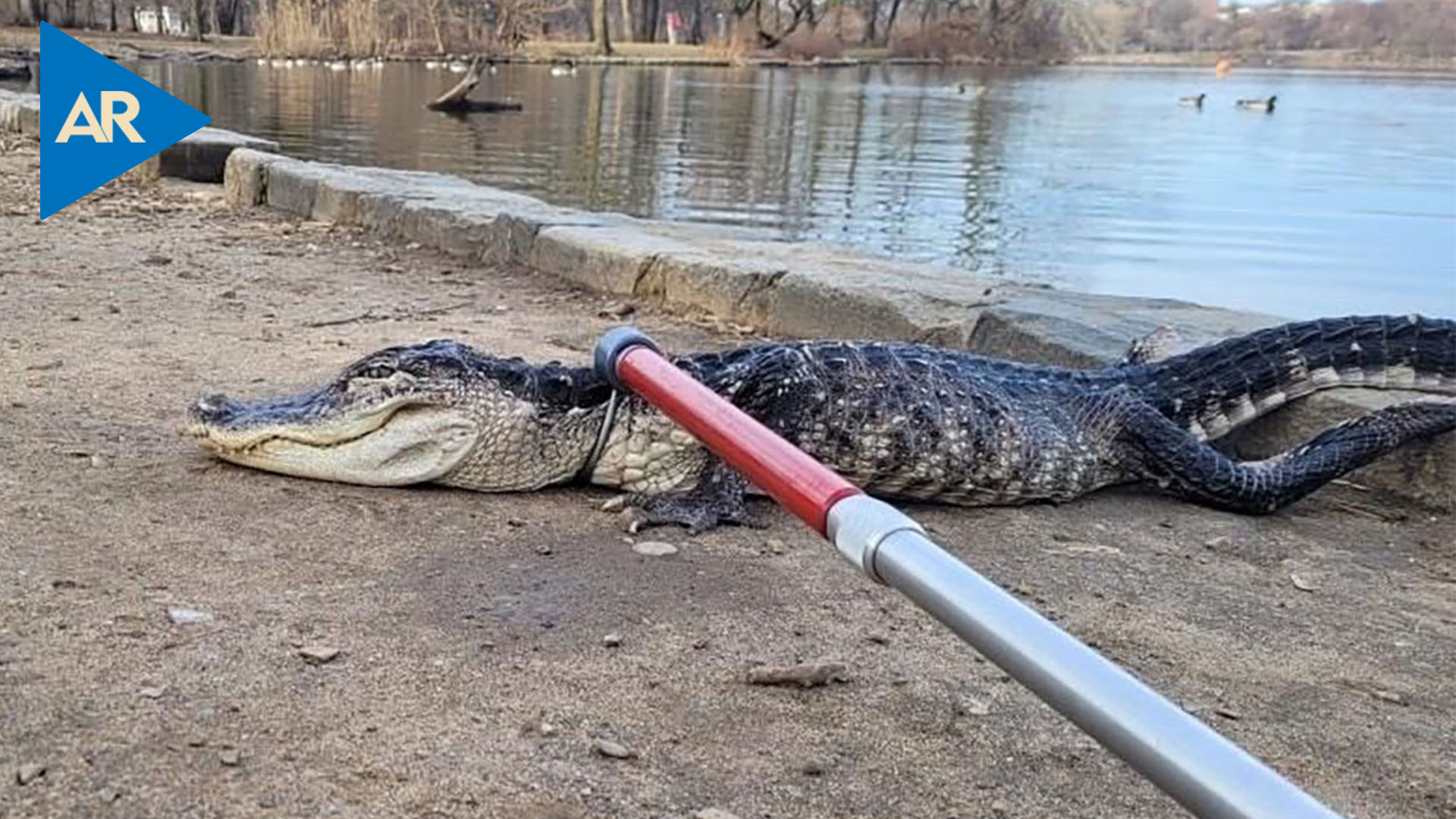 Un caimán en estado "letárgico" aparece en un parque de Nueva York