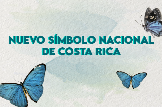 La mariposa Morpho, nuevo símbolo nacional de Costa Rica