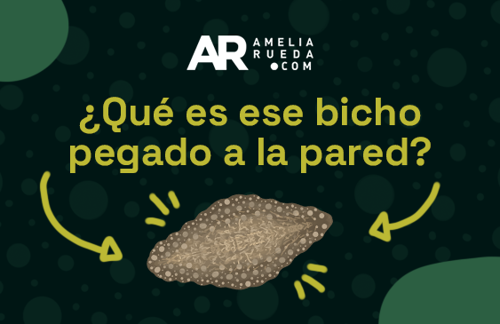 ¿Qué es ese bicho pegado a la pared?