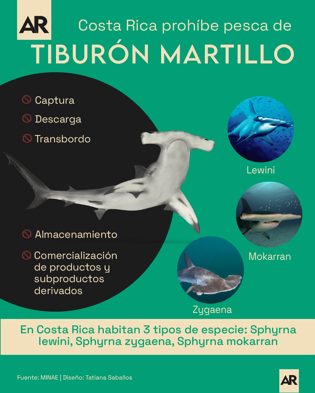 Costa Rica prohíbe pesca de tiburón Martillo: las especies que habitan ...