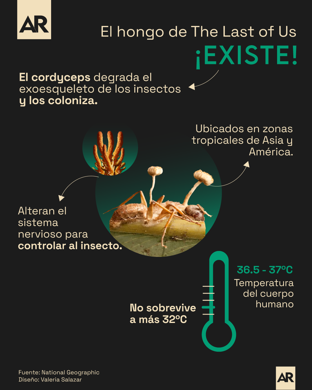 El Hongo De The Last Of Us Existe El Hongo De The Last Of Us Existe
