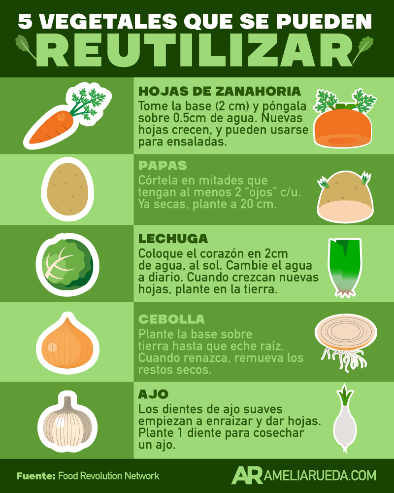 Vegetales que se pueden reutilizar Vegetales que se pueden reutilizar